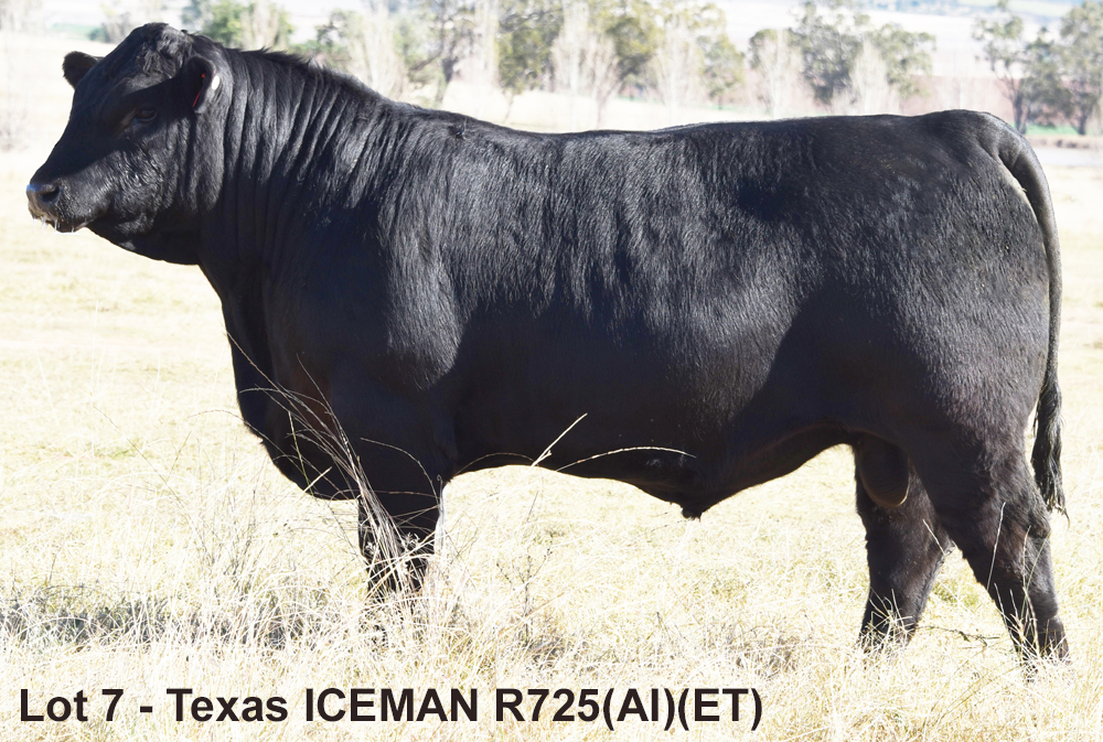 300 sell in 2 days!! 29 & 30th July - TEXAS ANGUS