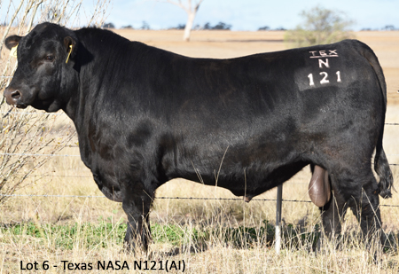 Texas Angus Sire Directory - TEXAS ANGUS