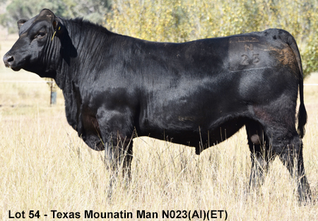Texas Defies the Odds - TEXAS ANGUS