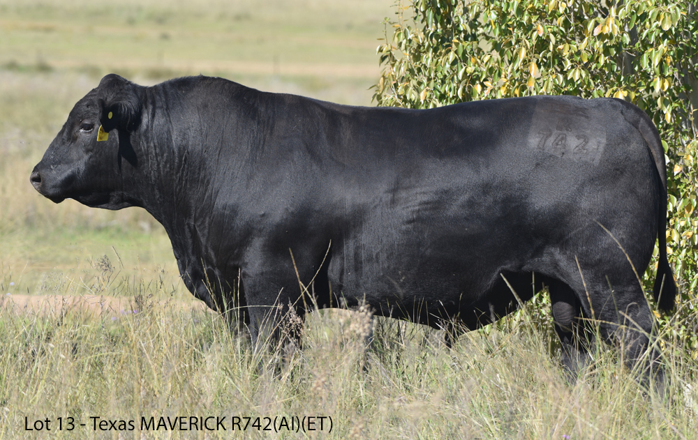 2022 Sale Bulls - Photos Taken April/May - TEXAS ANGUS