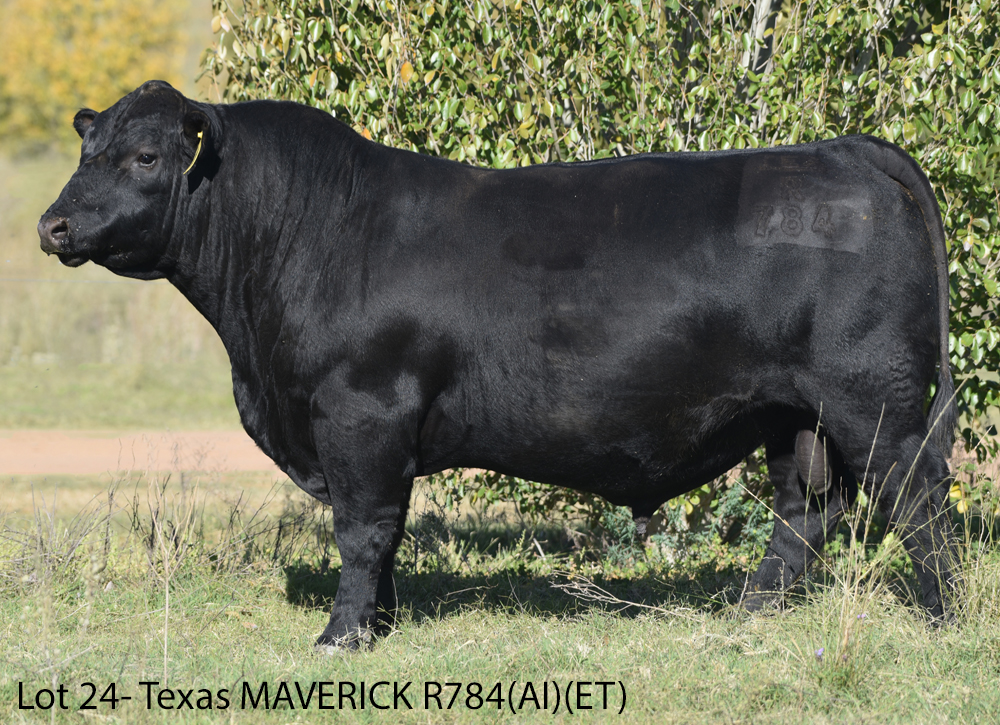 2022 Sale Bulls - Photos Taken April/May - TEXAS ANGUS