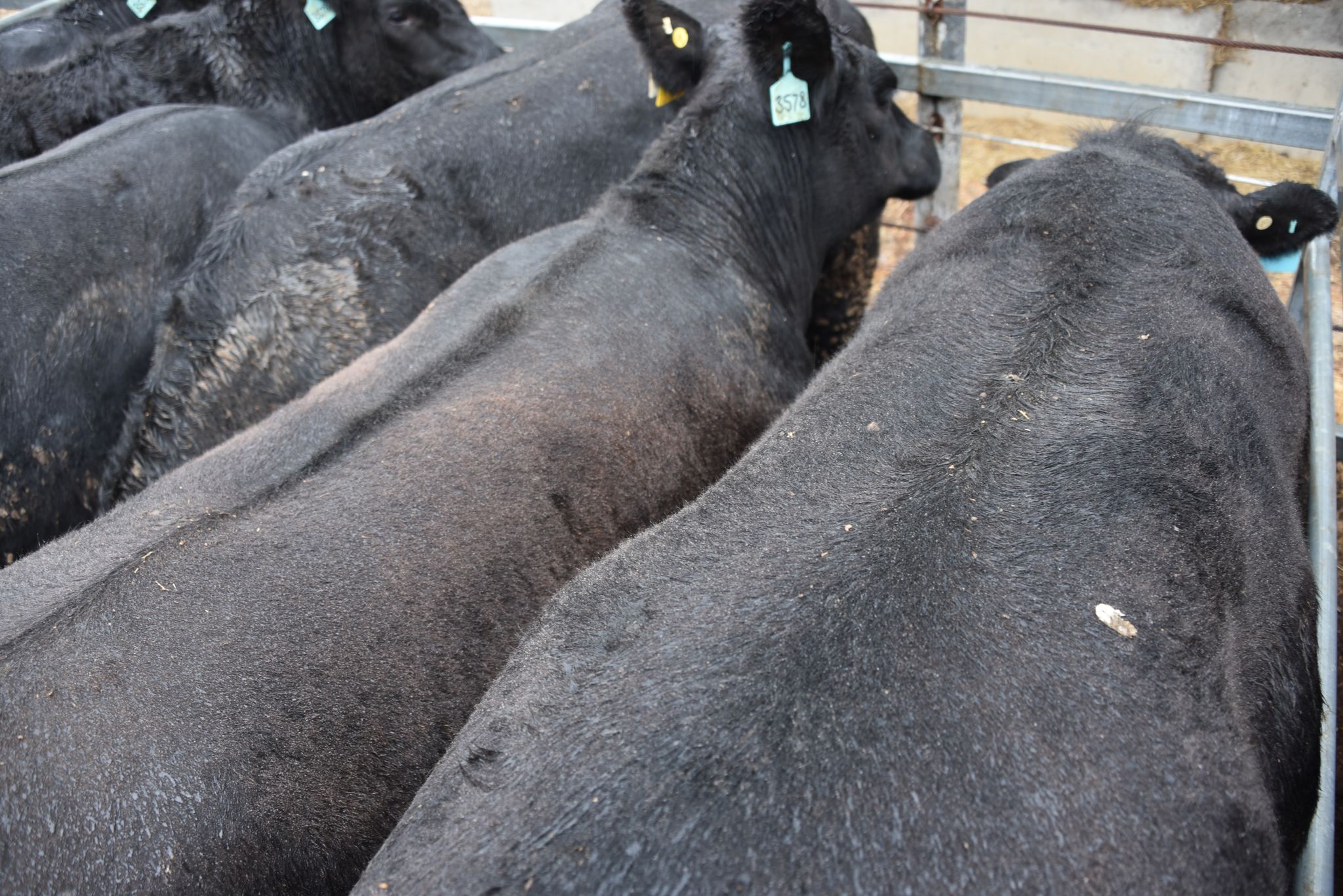 TEXAS CLEANS UP MSA EATING QUALITY AWARDS at 2022 RAS Beef Challenge ...