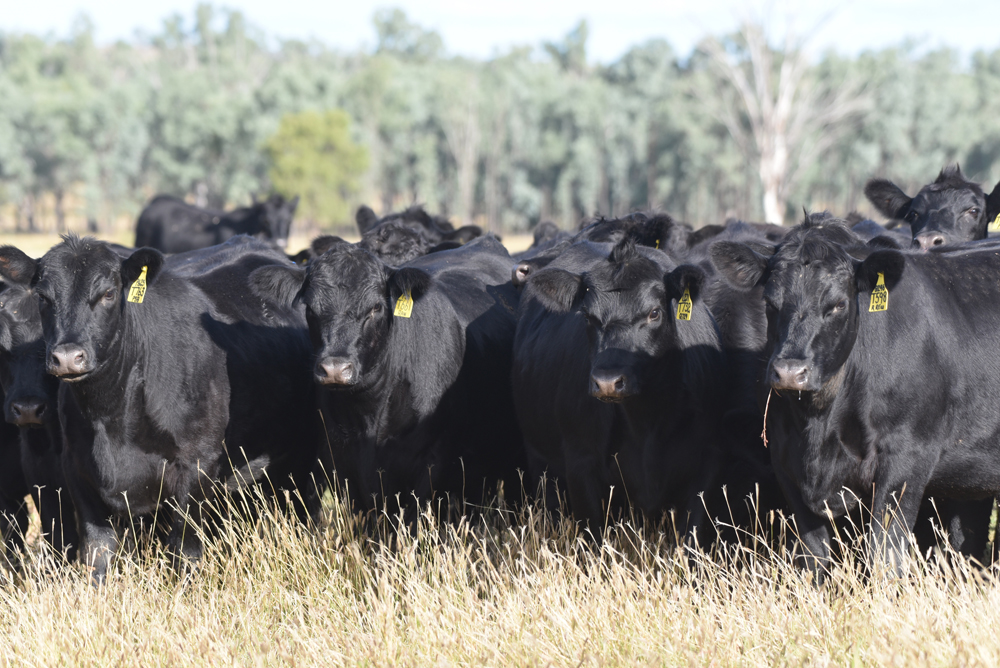 285 Bulls & 1 Stud Heifer sell 31st July 12pm Start - TEXAS ANGUS