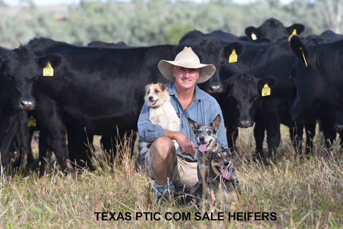 285 Bulls & 1 Stud Heifer sell 31st July 12pm Start - TEXAS ANGUS