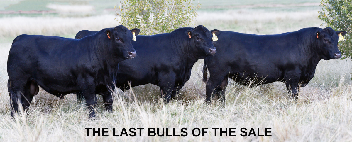 285 Bulls & 1 Stud Heifer sell 31st July 12pm Start - TEXAS ANGUS