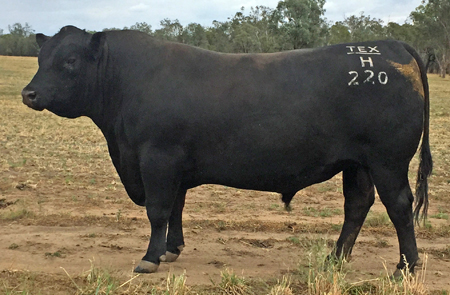2024 Sale Bulls Photos (May) - TEXAS ANGUS