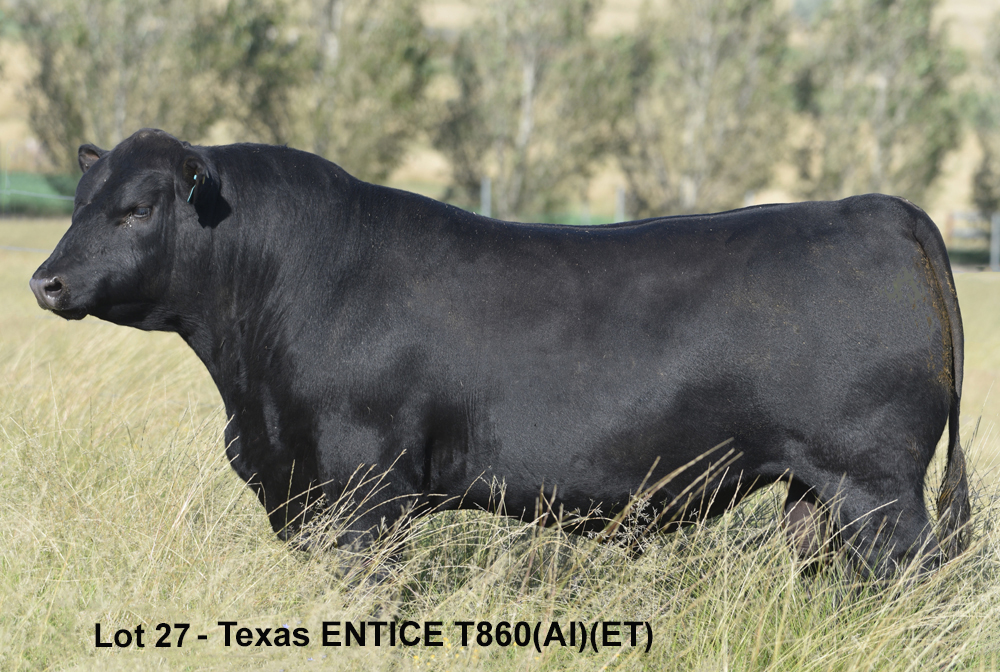 2024 Sale Bulls Photos (May) - TEXAS ANGUS