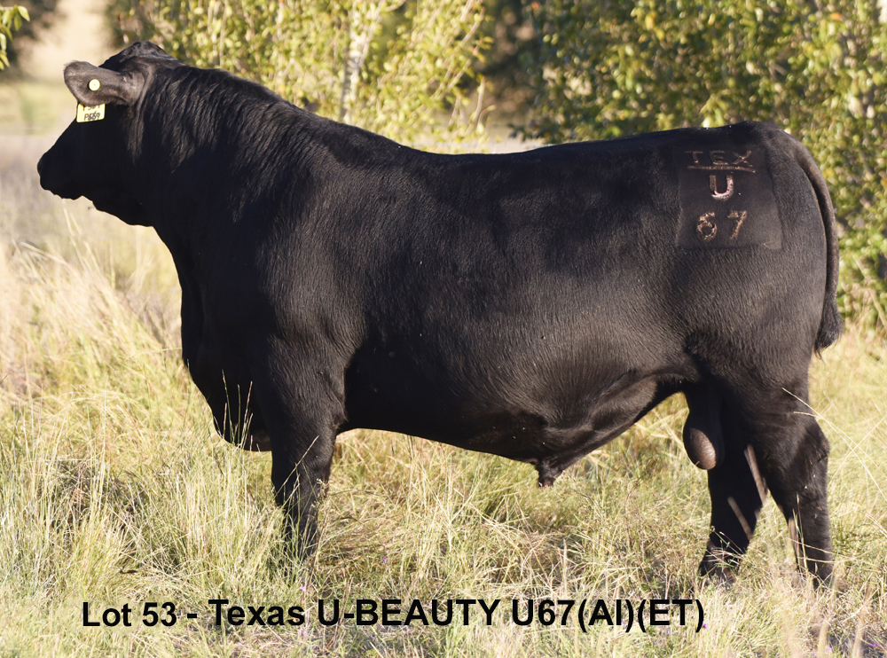 2024 Sale Bulls Photos (May) - TEXAS ANGUS