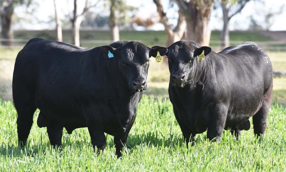 285 Bulls & 1 Stud Heifer sell 31st July 12pm Start - TEXAS ANGUS