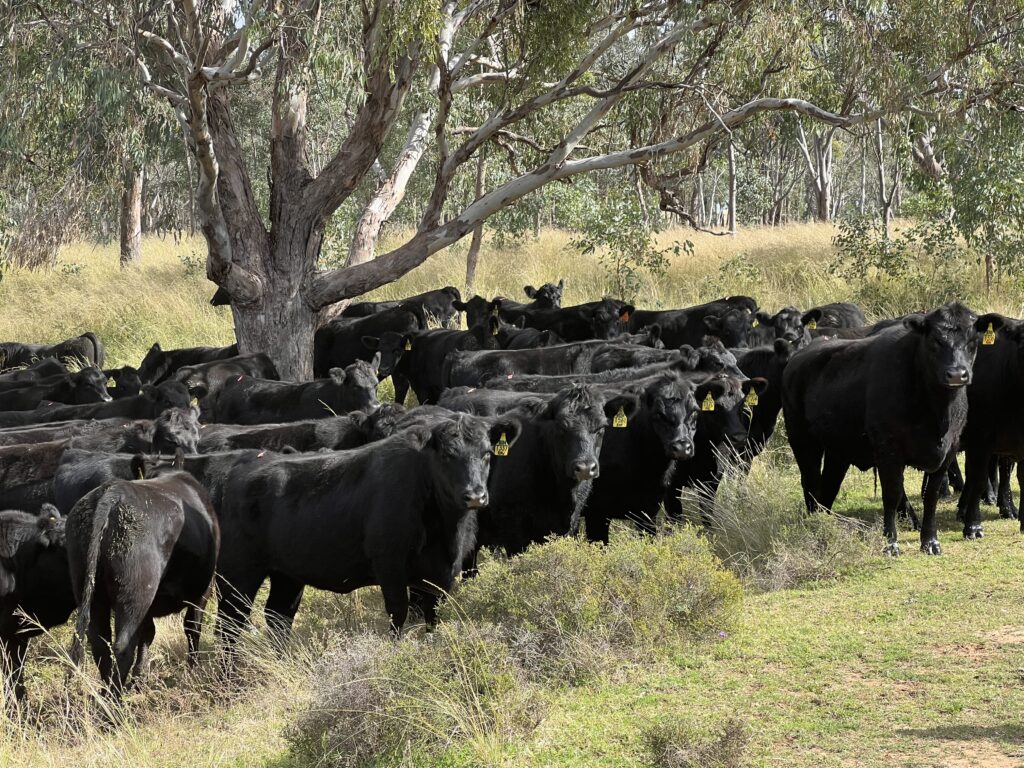 285 Bulls & 1 Stud Heifer sell 31st July 12pm Start - TEXAS ANGUS