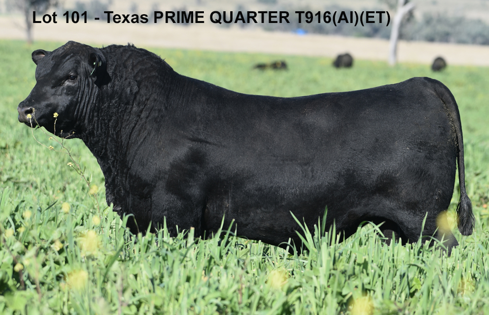 2024 Sale Bulls Photos (May) - TEXAS ANGUS