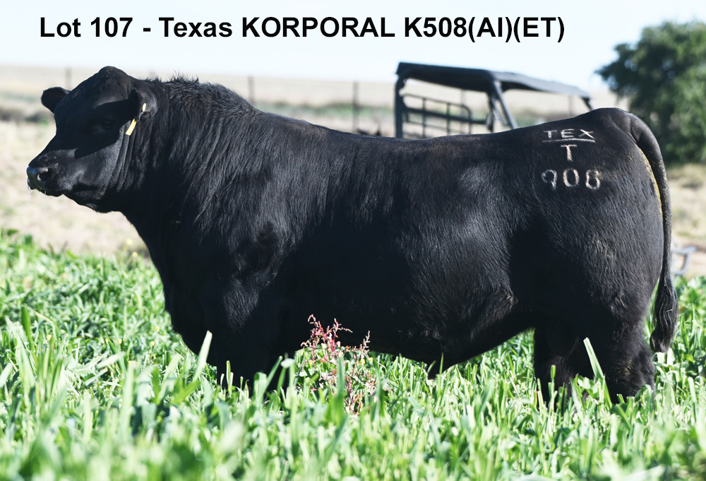 2024 Sale Bulls Photos (May) - TEXAS ANGUS