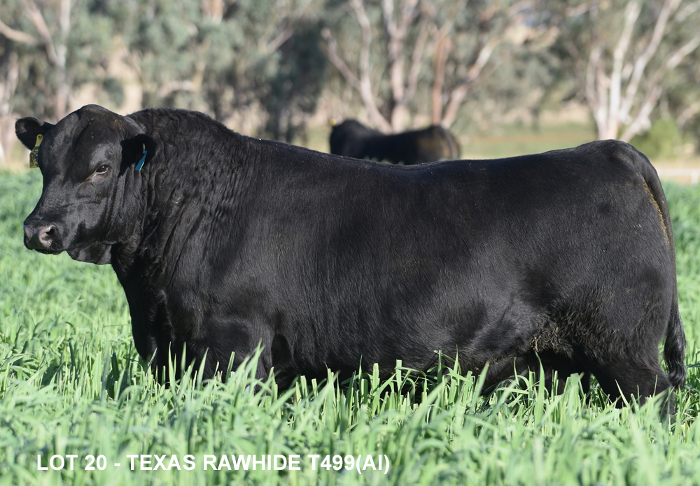 2024 Sale Bulls Photos (May) - TEXAS ANGUS