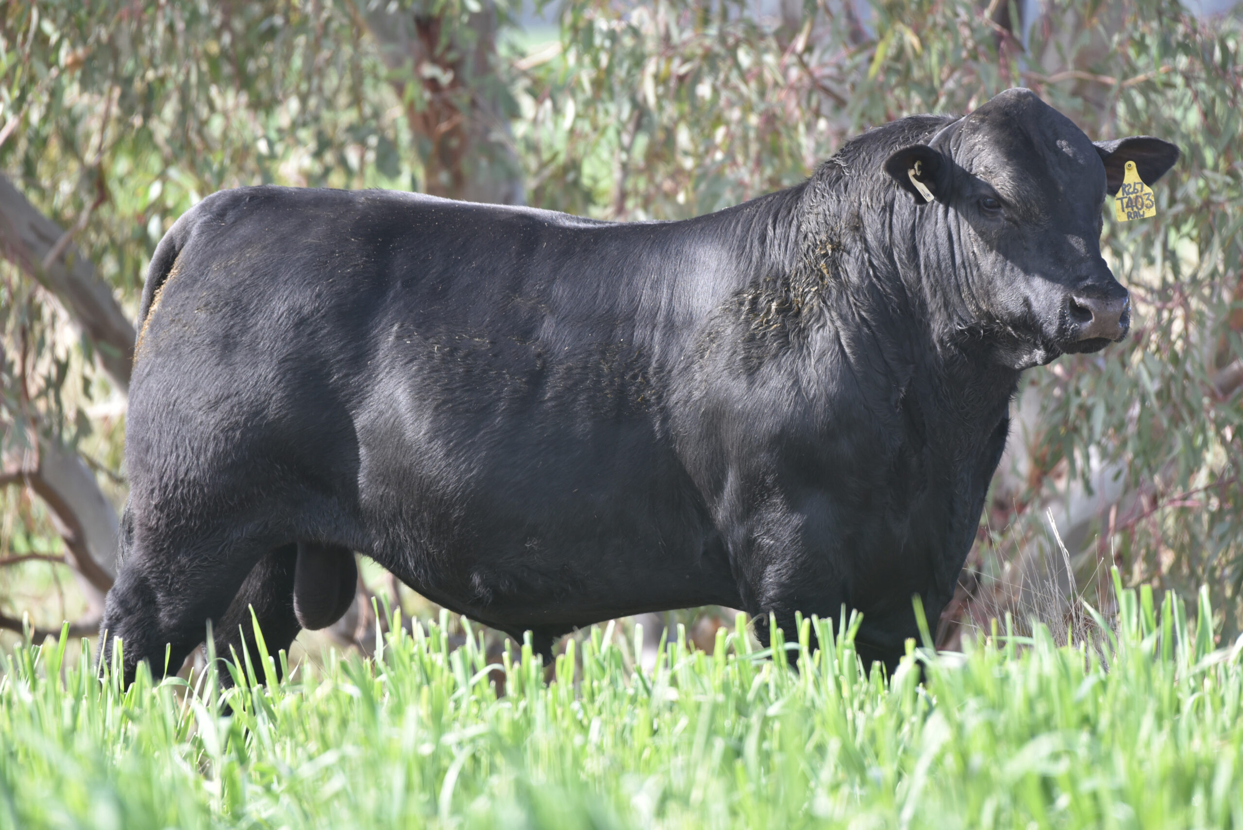 285 Bulls & 1 Stud Heifer sell 31st July 12pm Start - TEXAS ANGUS