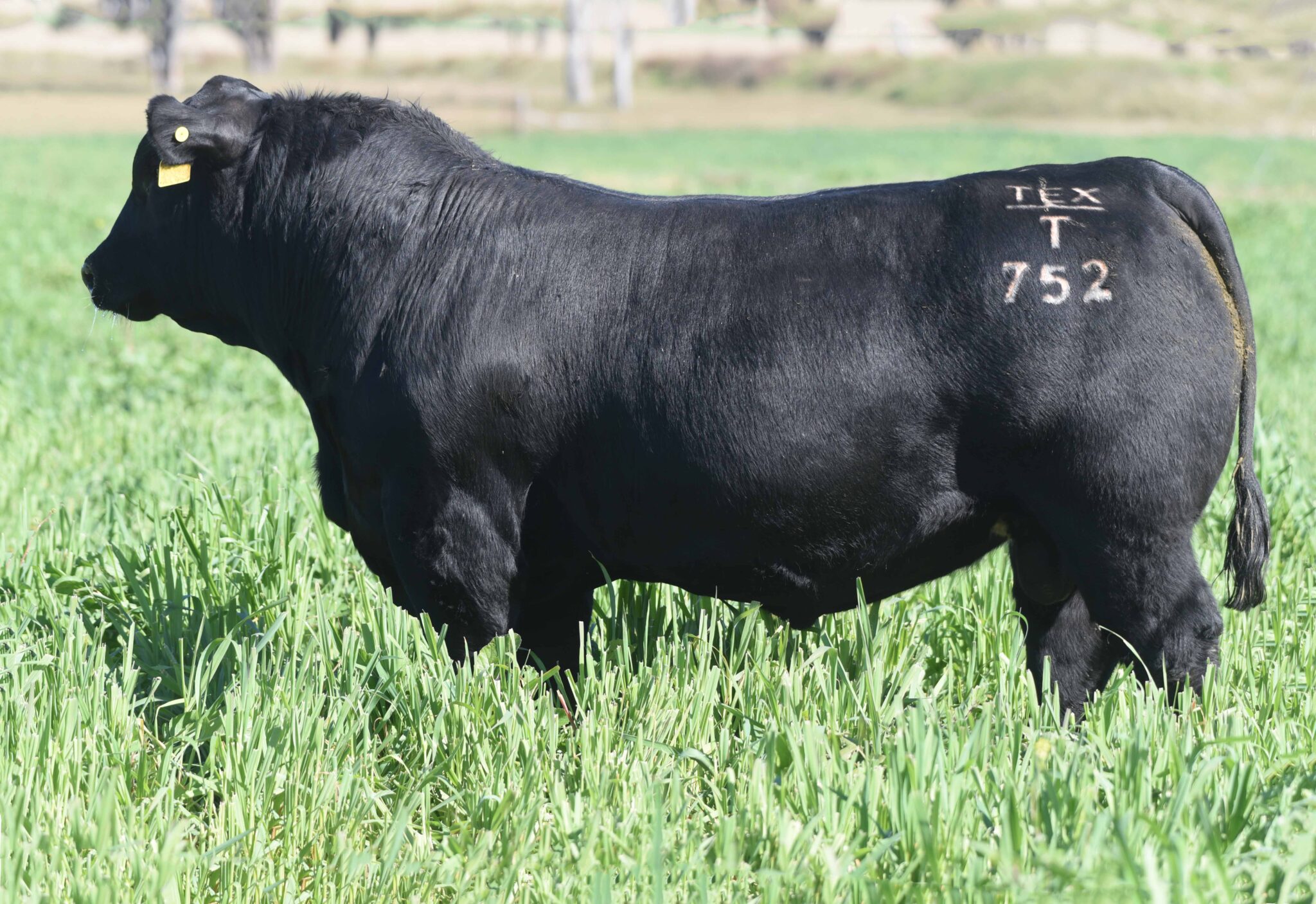285 Bulls & 1 Stud Heifer sell 31st July 12pm Start - TEXAS ANGUS