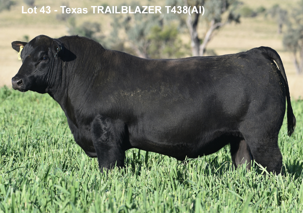 2024 Sale Bulls Photos (May) - TEXAS ANGUS