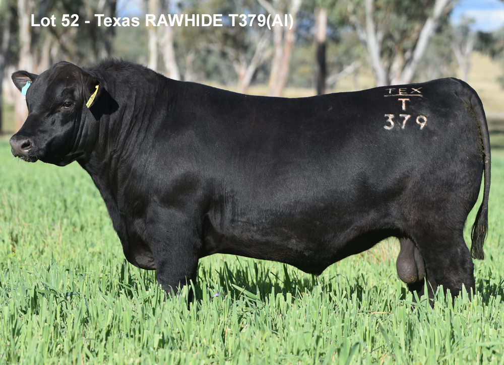 2024 Sale Bulls Photos (May) - TEXAS ANGUS