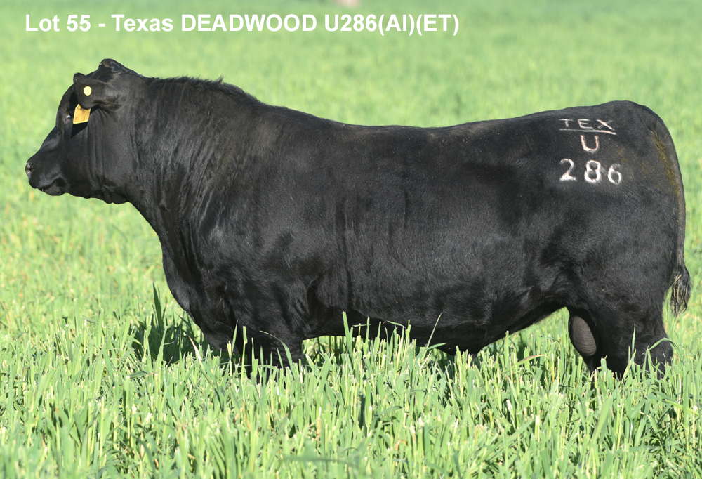 2024 Sale Bulls Photos (May) - TEXAS ANGUS