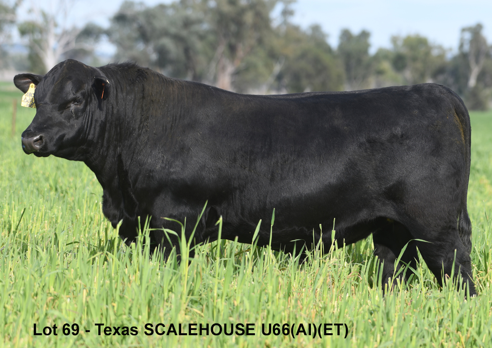 2024 Sale Bulls Photos (May) - TEXAS ANGUS