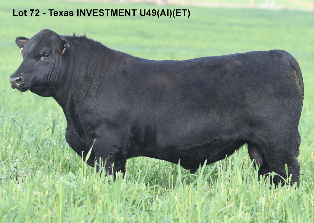 2024 Sale Bulls Photos (May) - TEXAS ANGUS