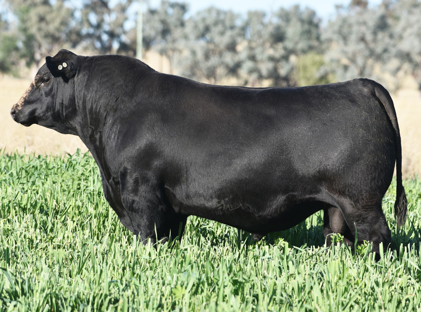 285 Bulls & 1 Stud Heifer sell 31st July 12pm Start - TEXAS ANGUS