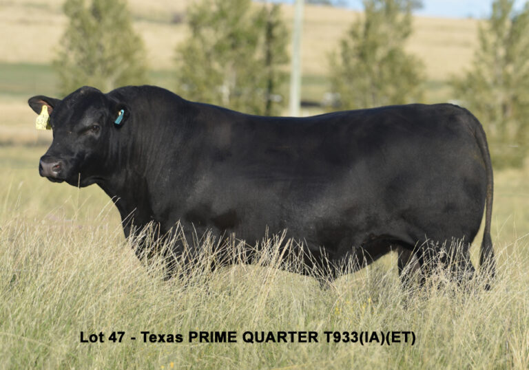 2025 Sale Bulls Photos coming - this is 2024 - TEXAS ANGUS
