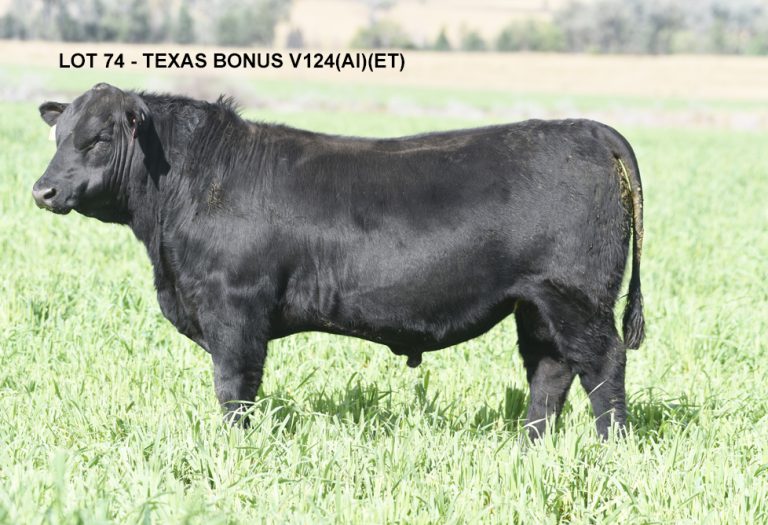 2026 Sale Bulls Photos coming - here's 2025 - TEXAS ANGUS